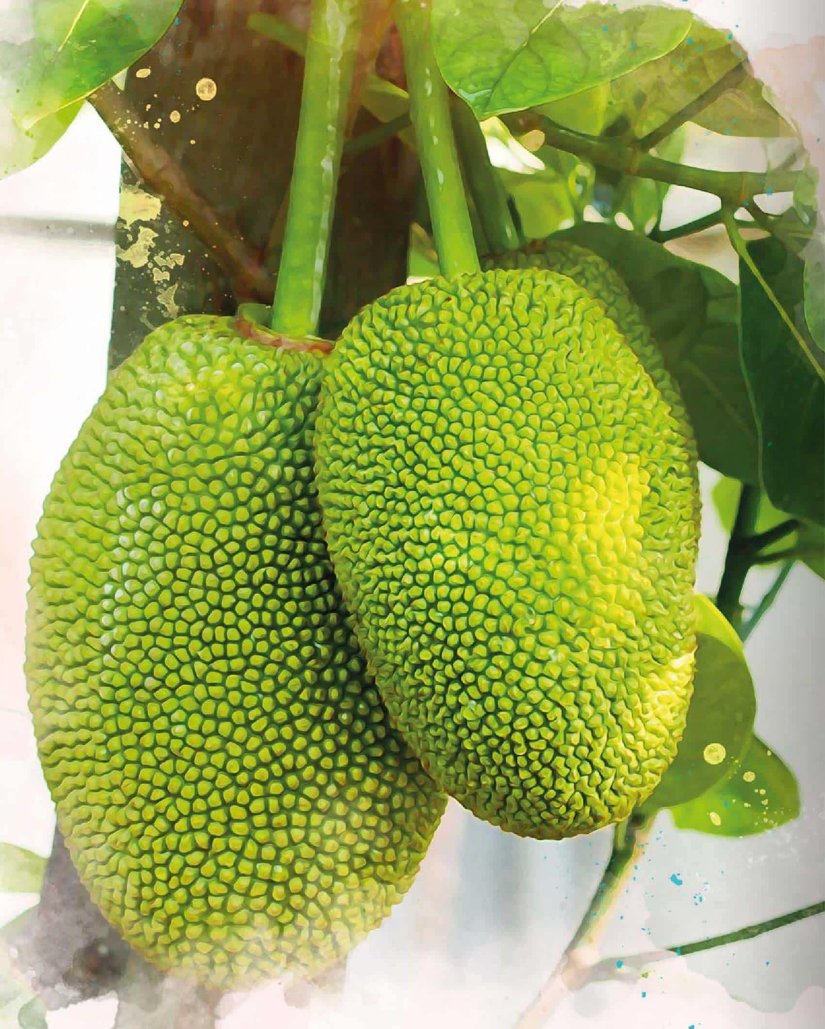 JACKFRUIT THE NATIONAL FRUIT OF BANGLADESH – Life On A Plate